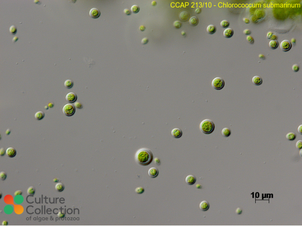 Chlorococcum submarinum