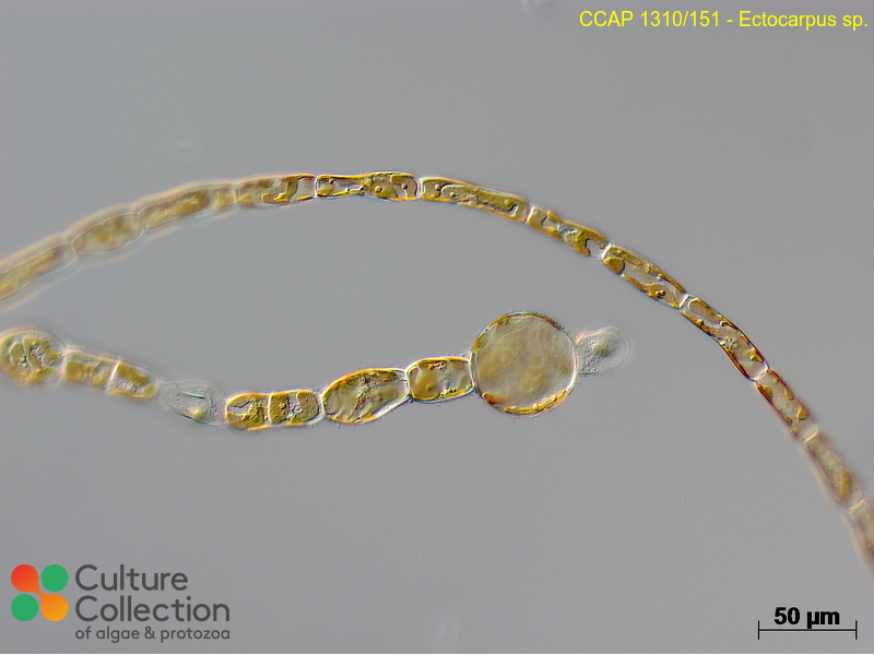 Ectocarpus sp.