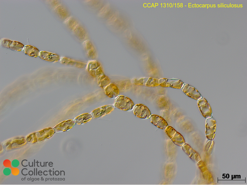 Ectocarpus Diagram
