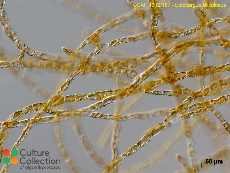 Ectocarpus siliculosus