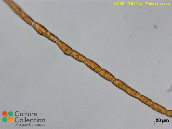 Ectocarpus sp.