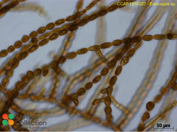 Ectocarpus sp.