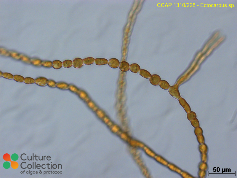 Ectocarpus sp.