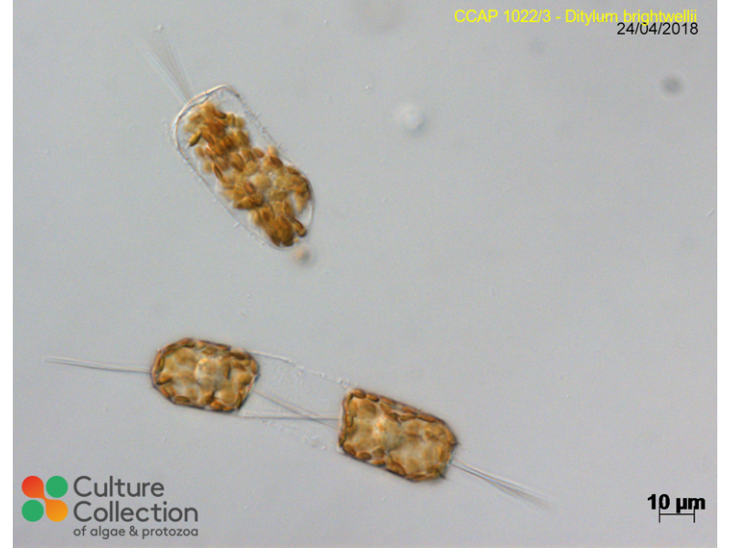 Ditylum brightwellii