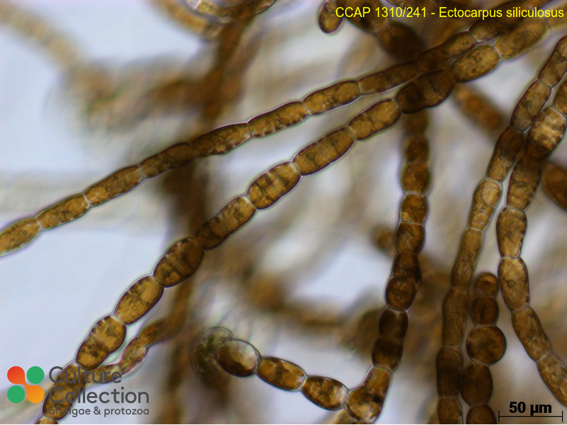 Ectocarpus siliculosus