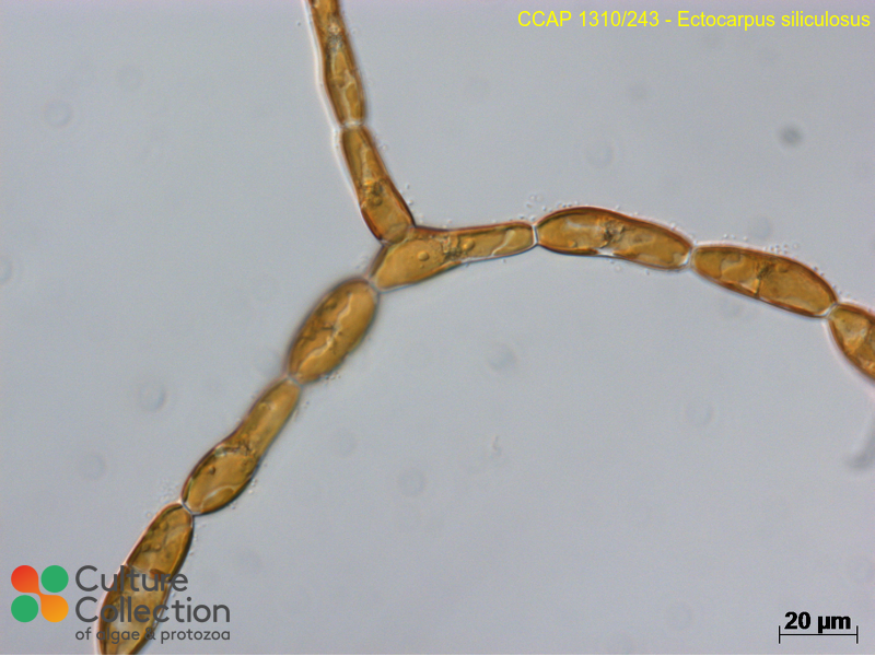 Ectocarpus siliculosus