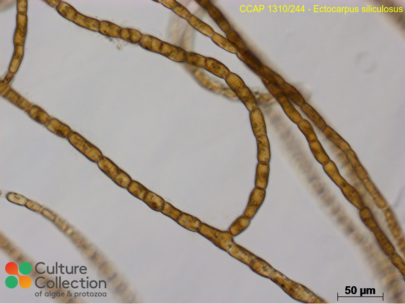 Ectocarpus siliculosus