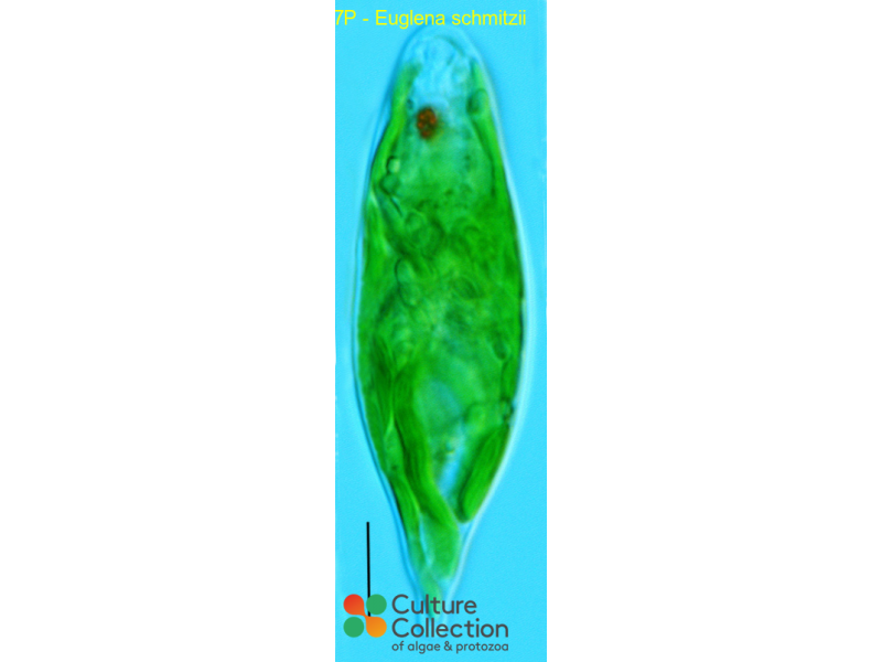 Euglena schmitzii