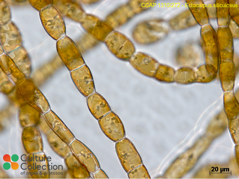 Ectocarpus siliculosus