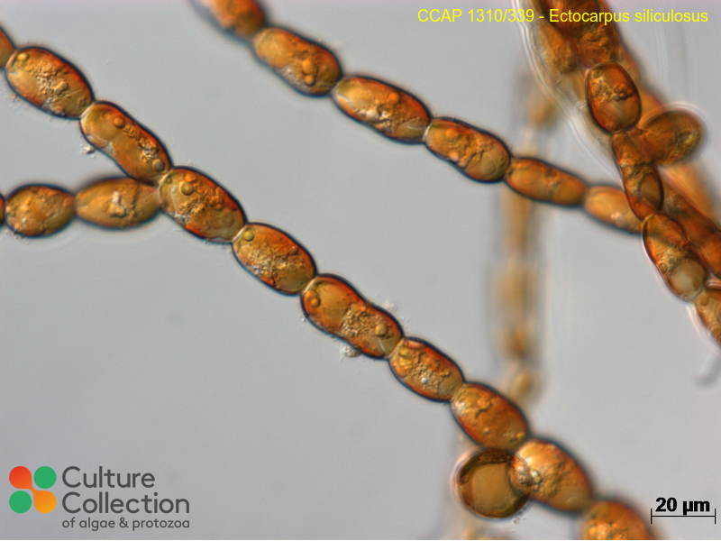 Ectocarpus siliculosus