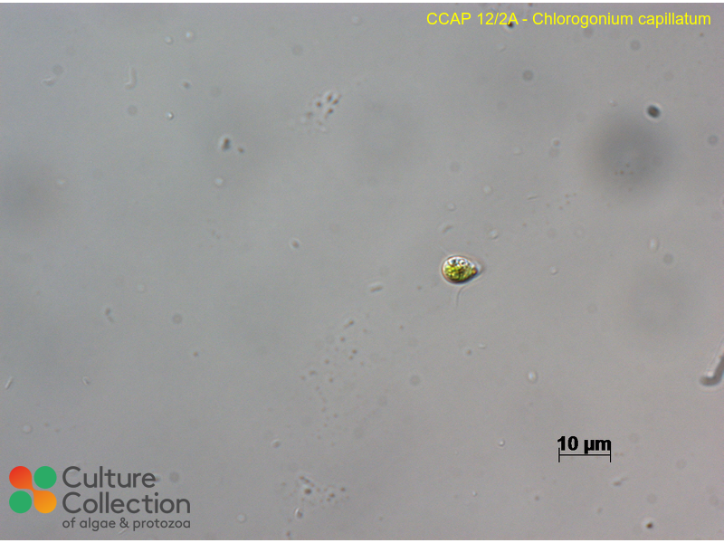 Chlorogonium capillatum