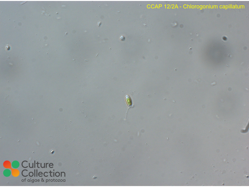 Chlorogonium capillatum