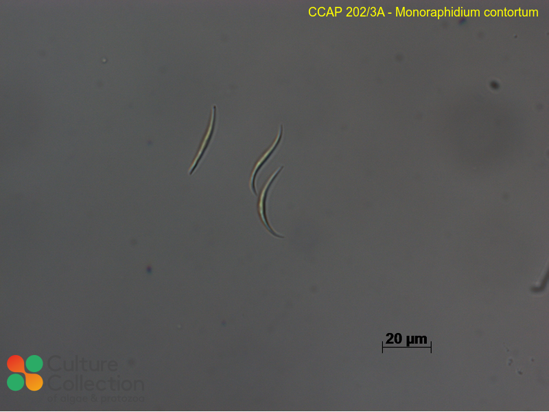 Monoraphidium contortum