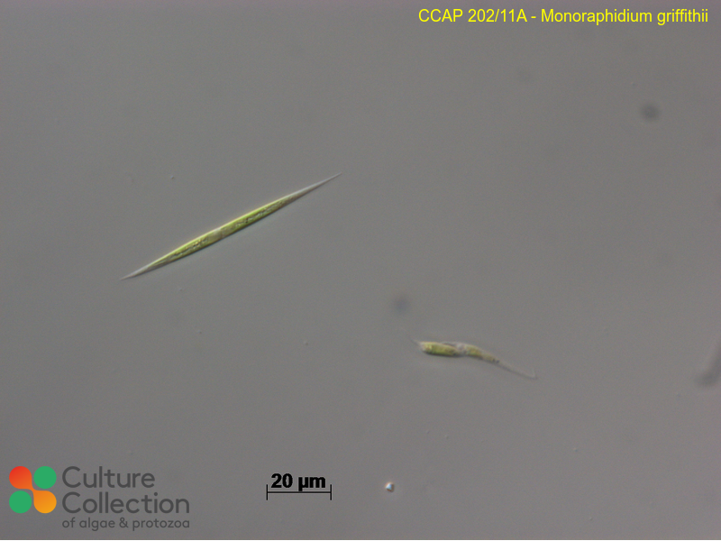 Monoraphidium griffithii