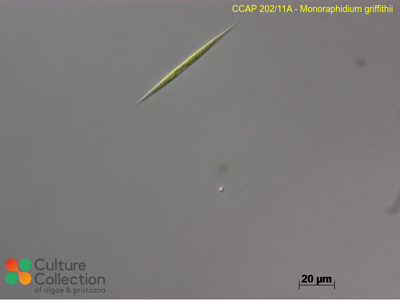 Monoraphidium griffithii
