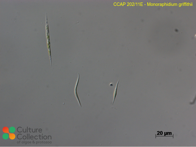 Monoraphidium griffithii