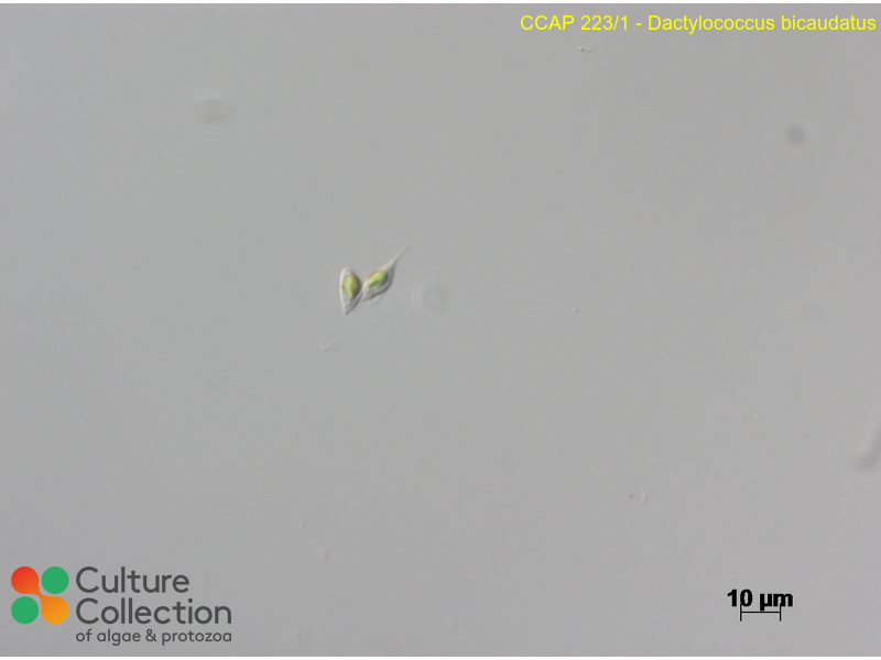 Keratococcus bicaudatus