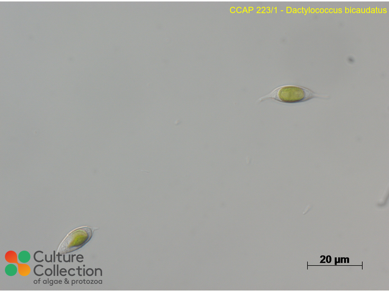 Keratococcus bicaudatus