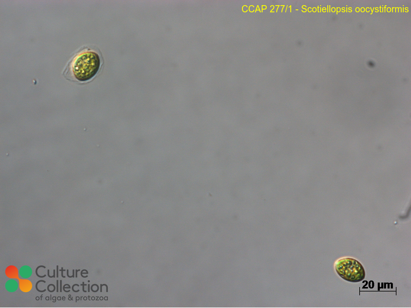 Coelastrella oocystiformis