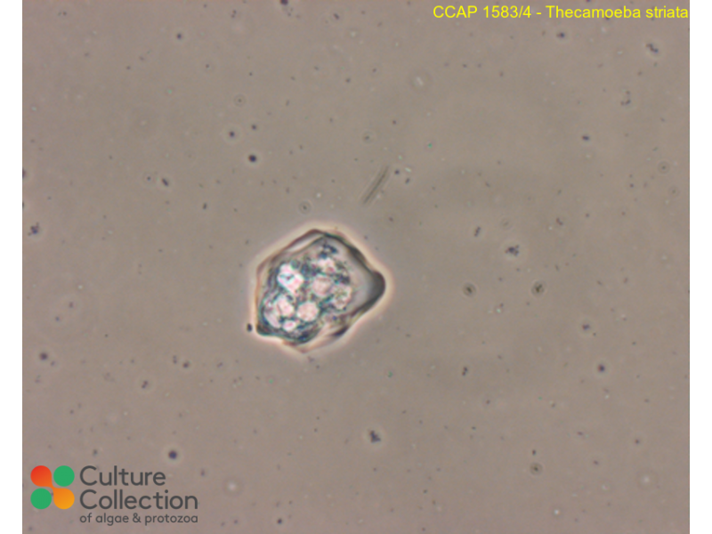 Thecamoeba striata