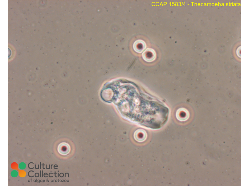 Thecamoeba striata
