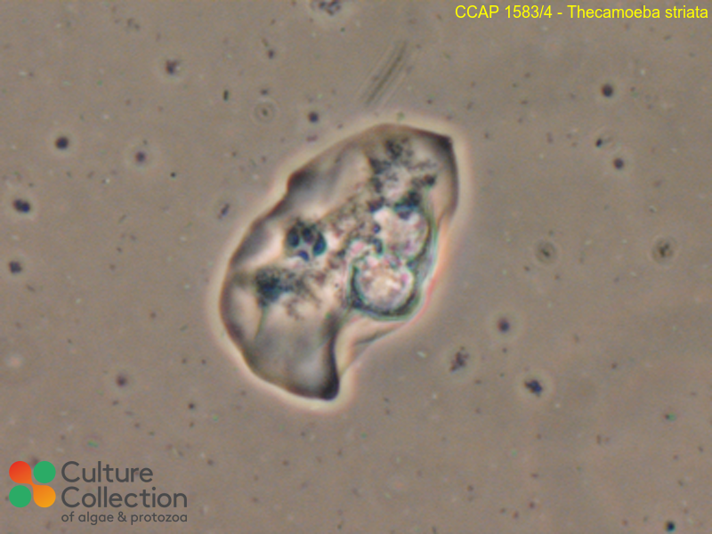 Thecamoeba striata