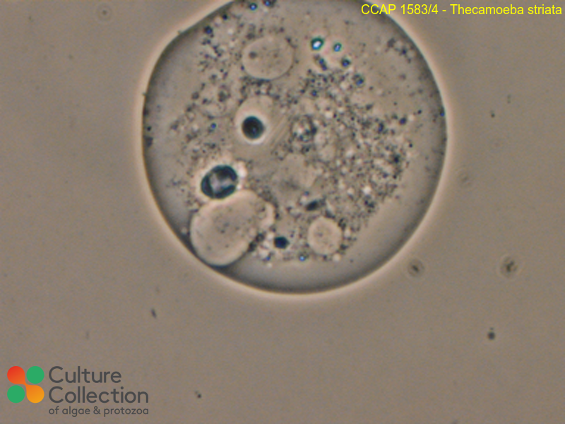 Thecamoeba striata