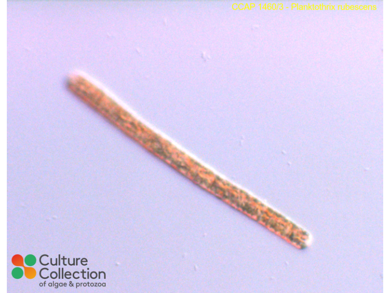 Planktothrix rubescens
