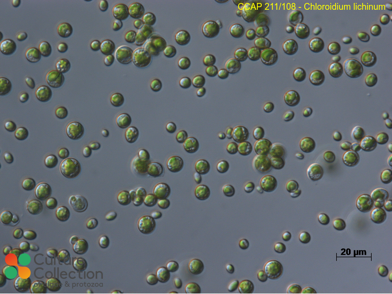 Chloroidium lichinum