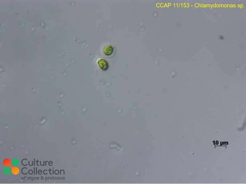 Chlamydomonas sp.