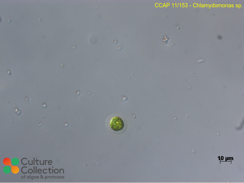 Chlamydomonas Under Microscope