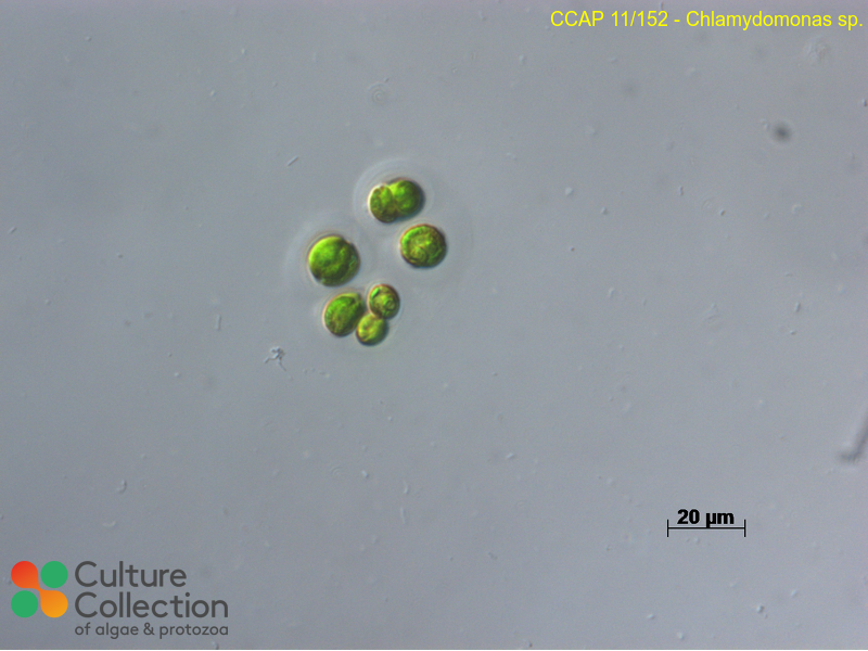 Chlamydomonas sp.