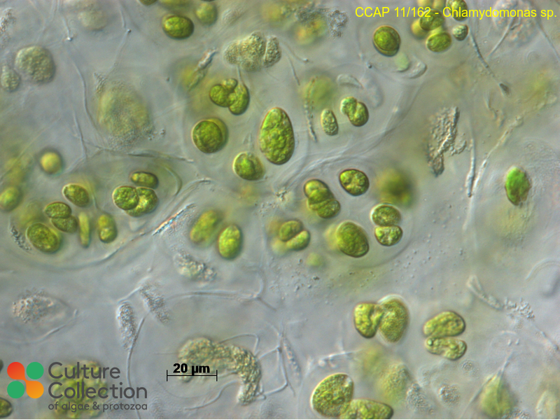 Chlamydomonas sp.