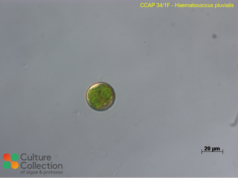 Haematococcus lacustris