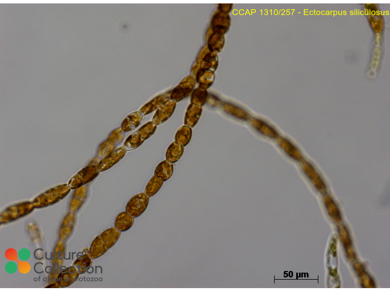 Ectocarpus siliculosus
