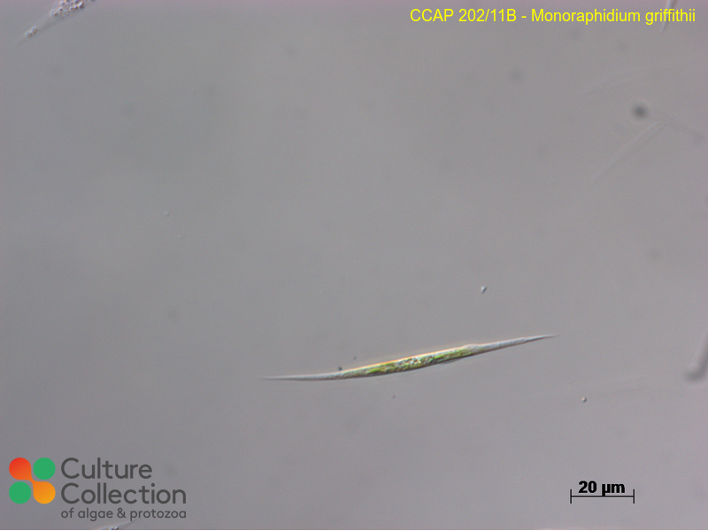 Monoraphidium griffithii