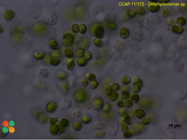 Chlamydomonas sp.