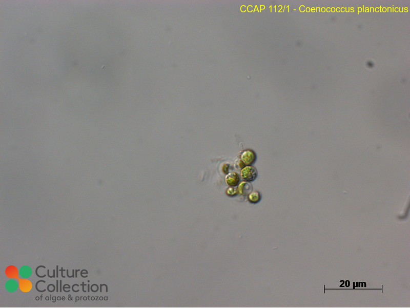 Coenococcus planctonicus