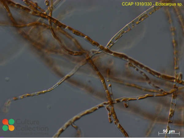 Ectocarpus sp.