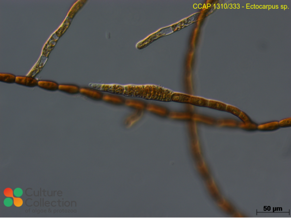 Ectocarpus sp.