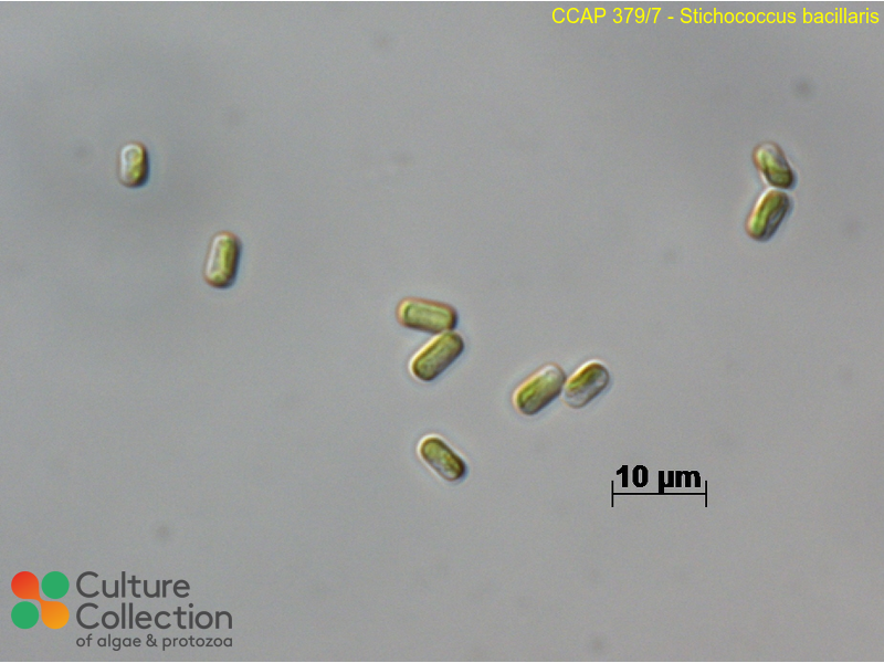 Stichococcus bacillaris