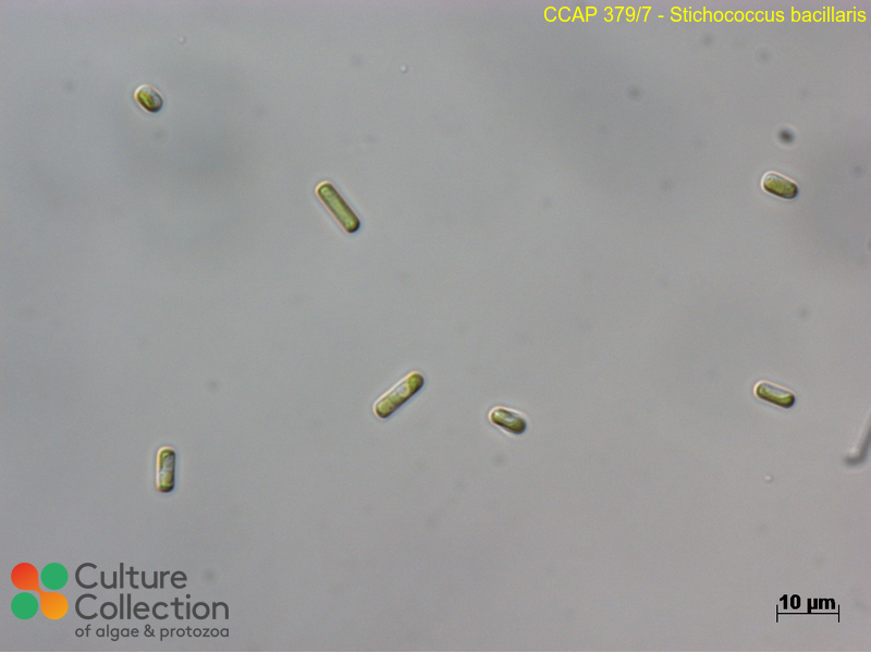 Stichococcus bacillaris