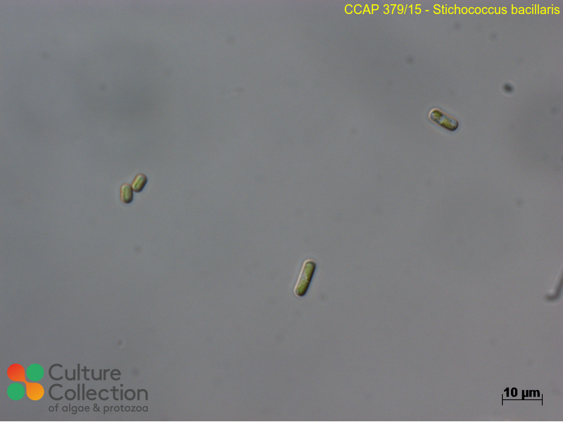Stichococcus bacillaris