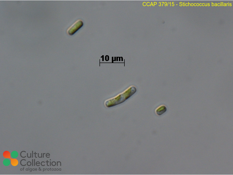 Stichococcus bacillaris
