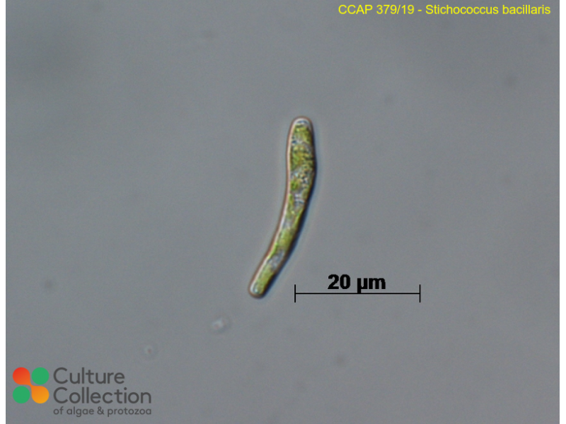Stichococcus bacillaris