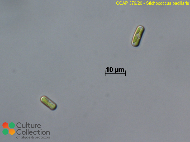 Stichococcus bacillaris
