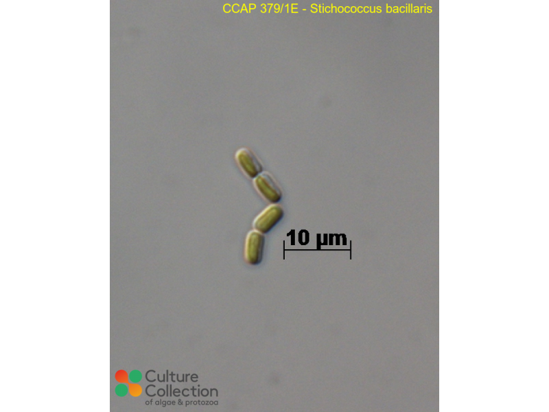 Stichococcus bacillaris