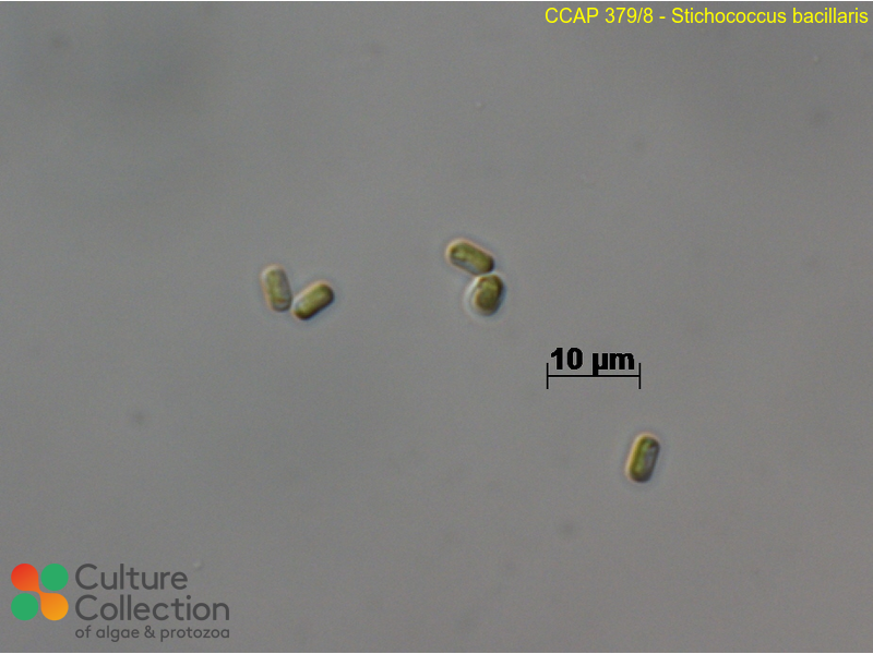 Stichococcus bacillaris