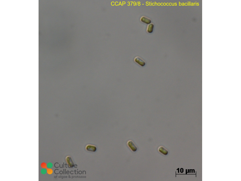 Stichococcus bacillaris