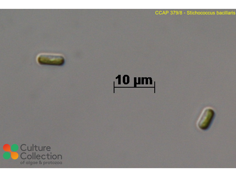 Stichococcus bacillaris